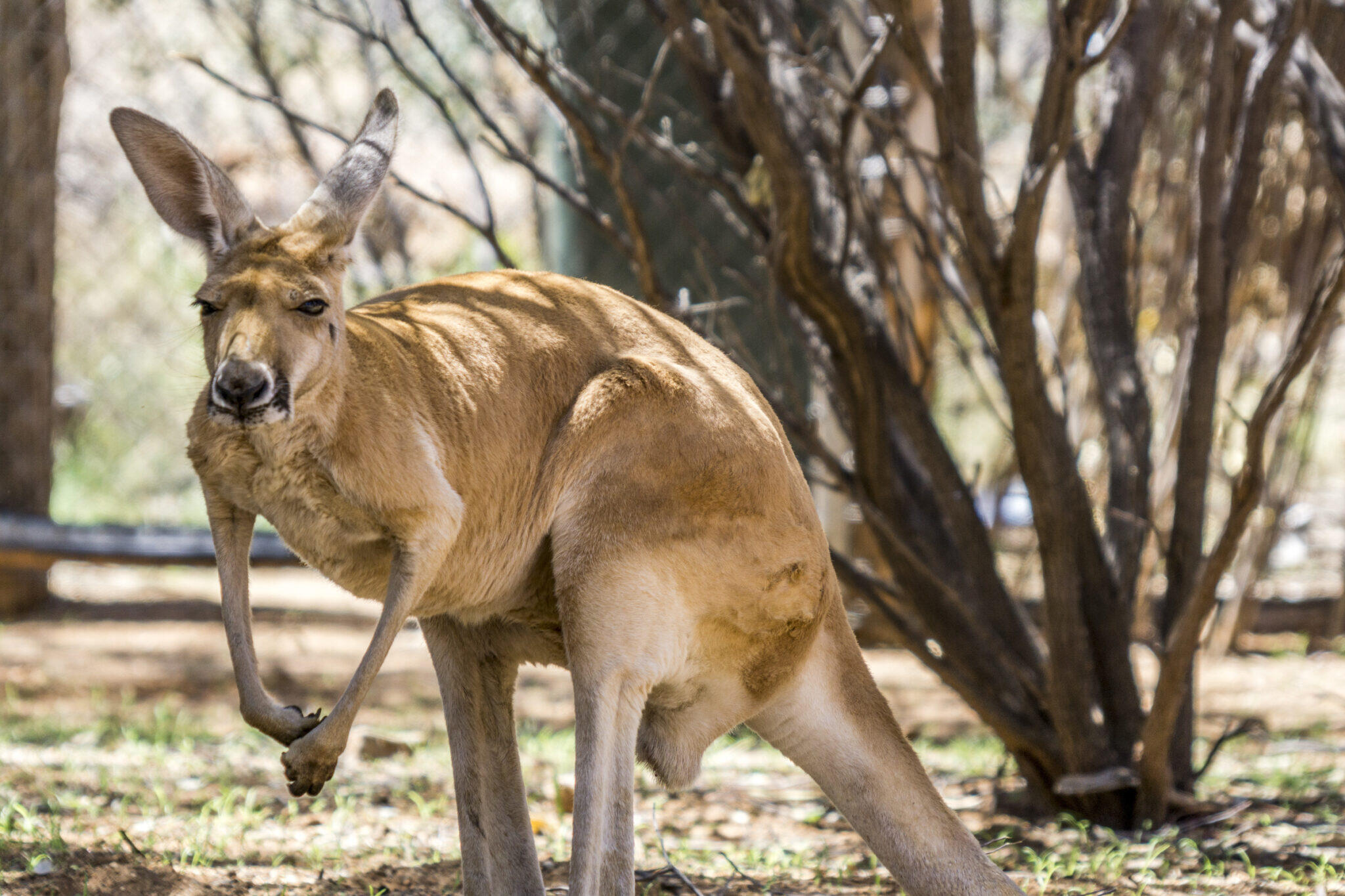 Tutto quello che c'è da sapere su Kankgaroo Island in Australia ...